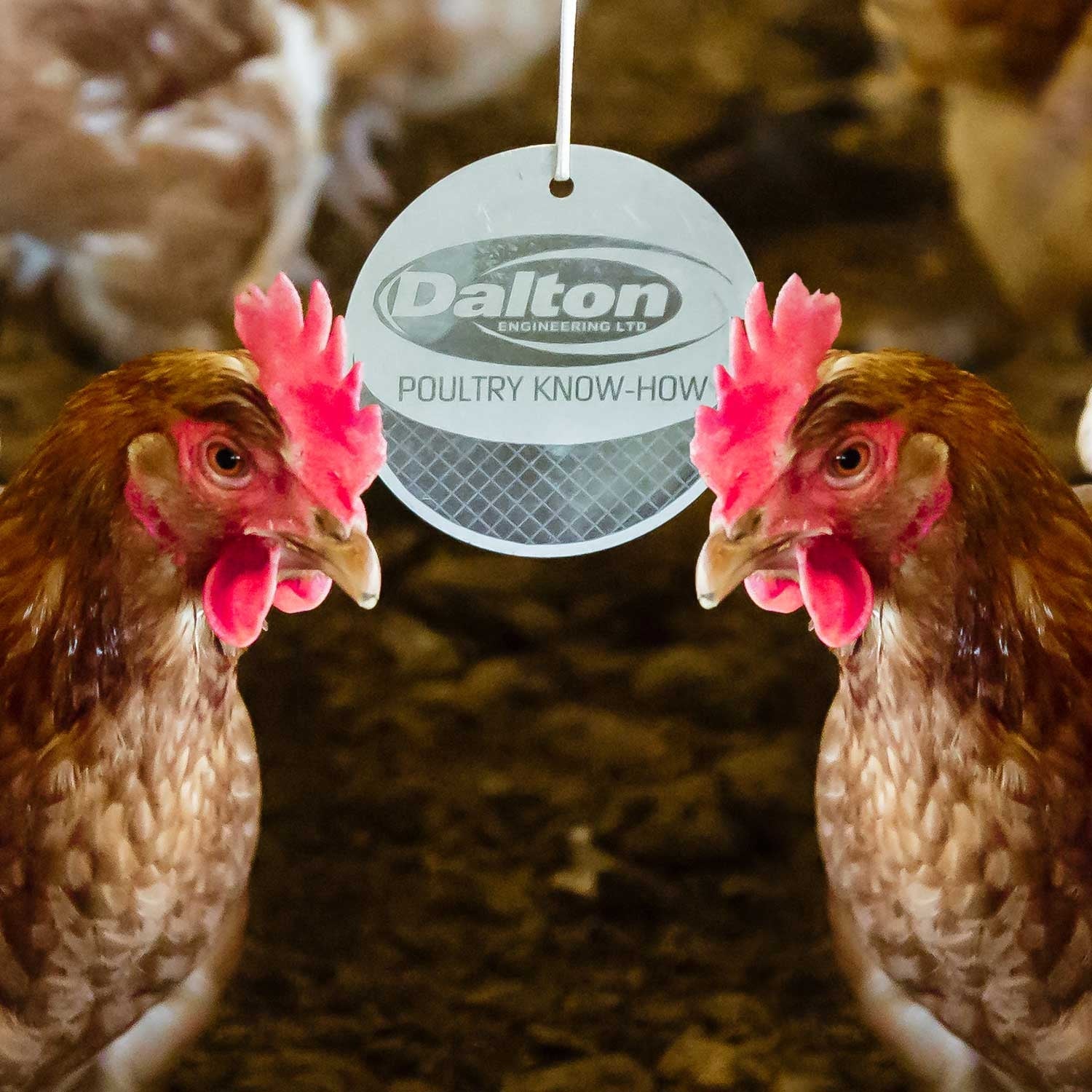 Poultry Pecker - Stainless Steel Pecking Disc - Environmental Enrichme ...